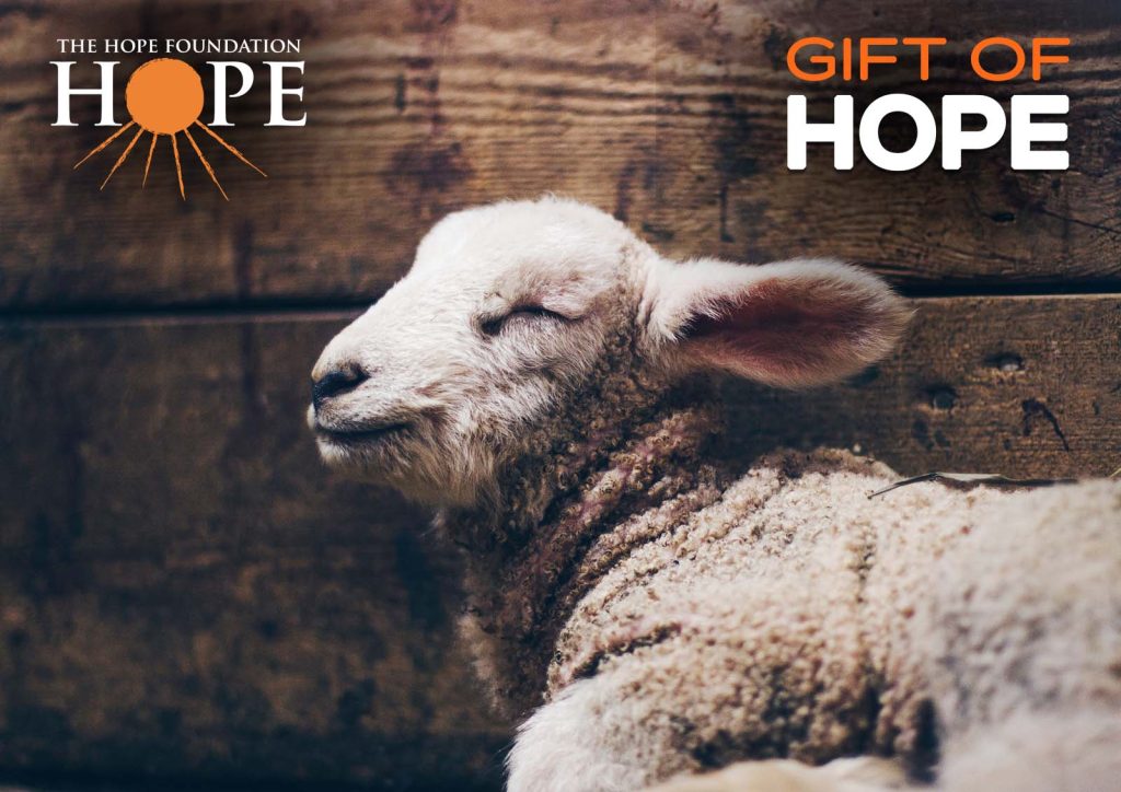 A Pig - The Hope Foundation
